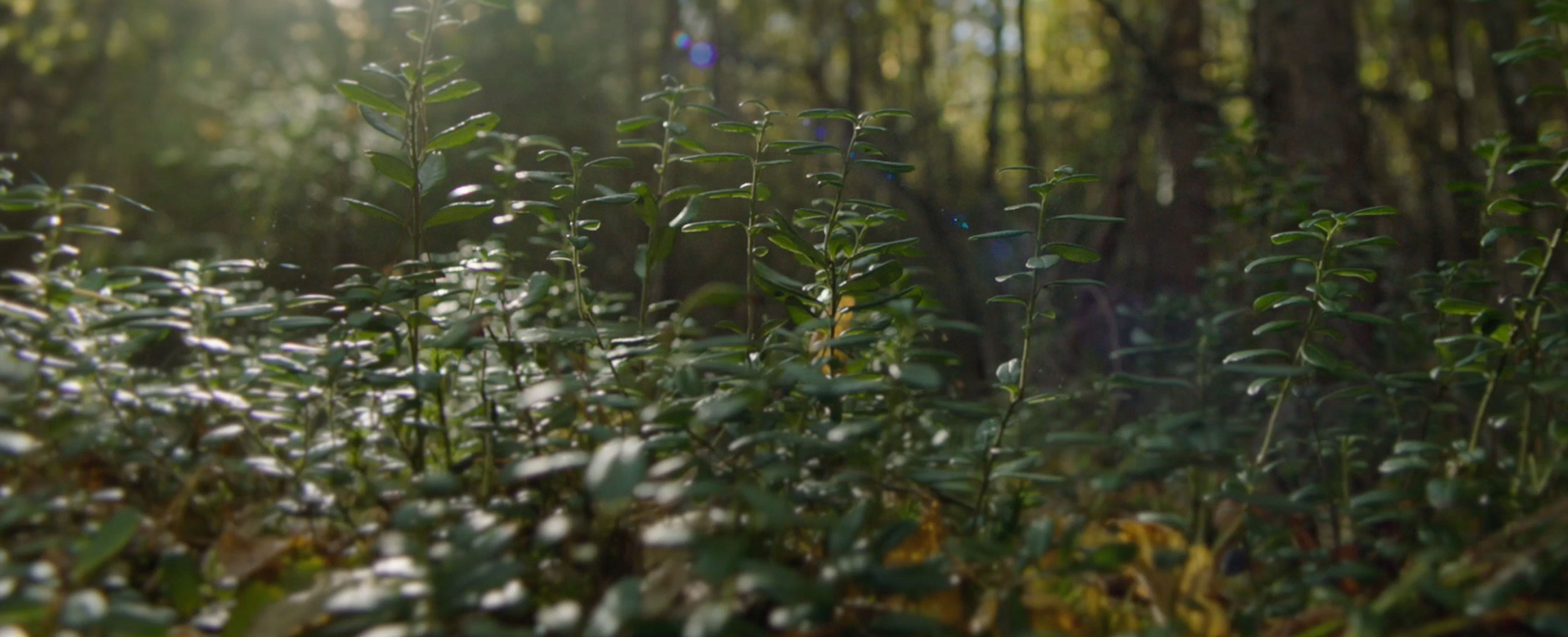 UPM Forest Life | Valve